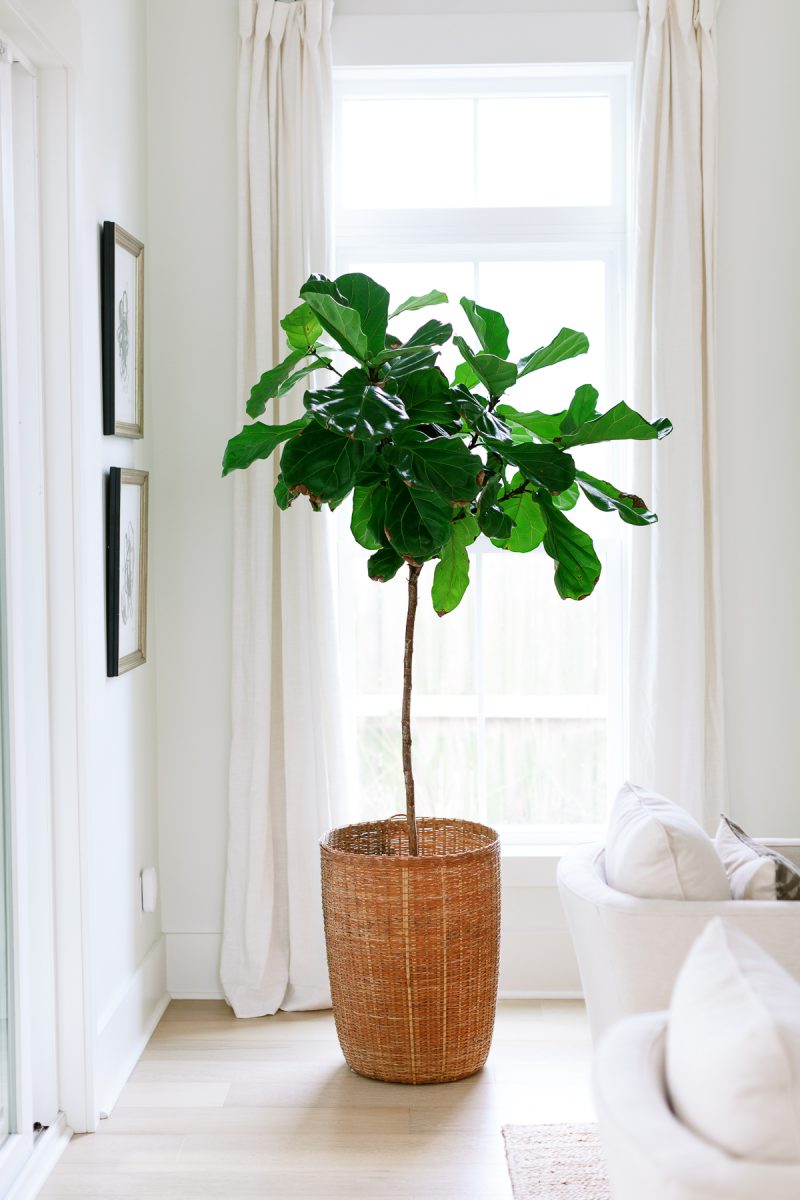 The Best Indoor Trees For Your Home - wadeworkscreative.com